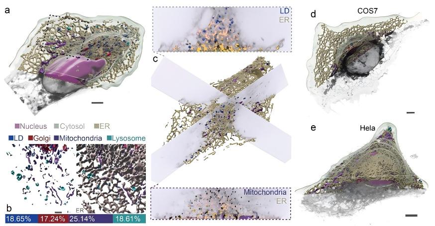 Digital Cell Imaging Lab