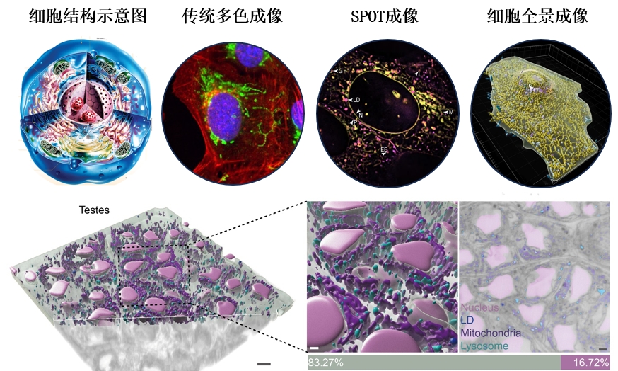 Digital Cell Imaging Lab