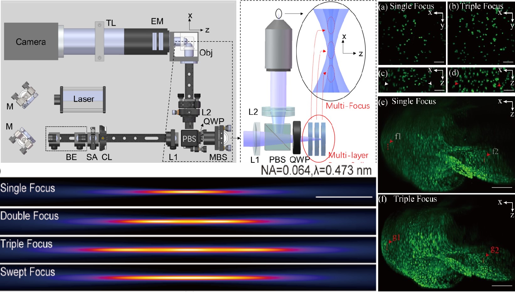 Digital Cell Imaging Lab