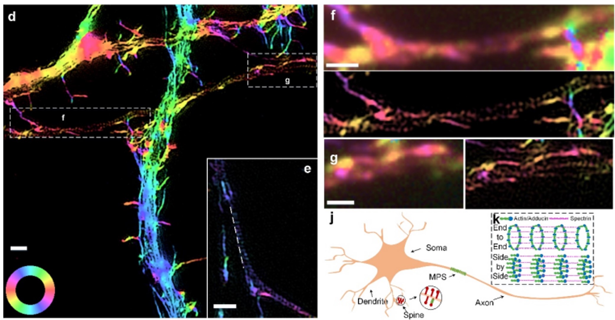 Digital Cell Imaging Lab